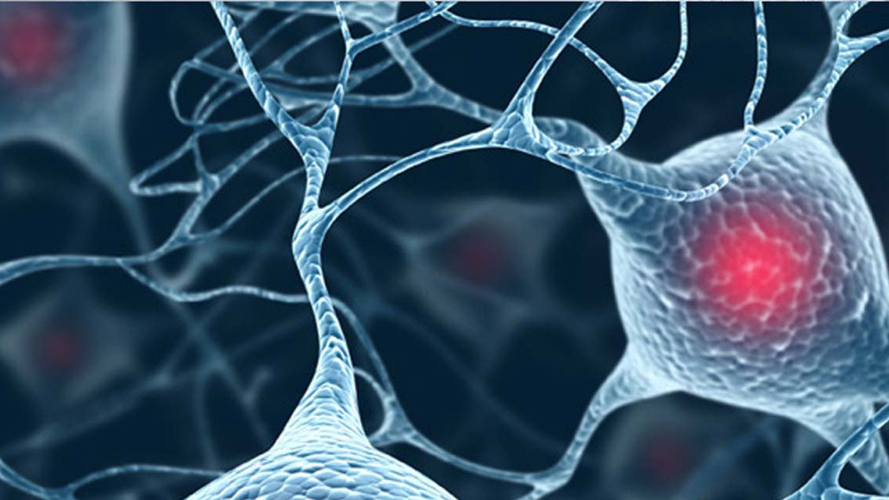 Dendrit Nedir: Sinir Sisteminin Gizemli Dünyası