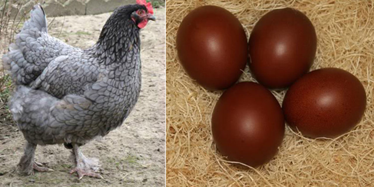Tavuk yumurtalarının kabuklarının rengi neden farklı? Çikolata renkli ...
