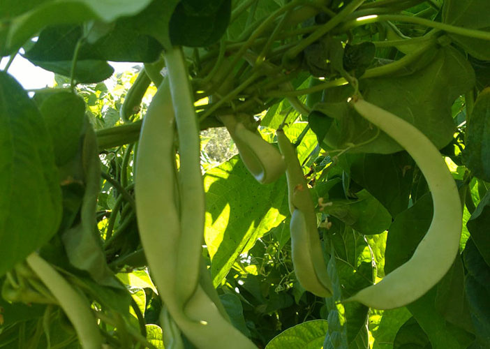 Ankara'nın meşhur fasulyesi: Bulak