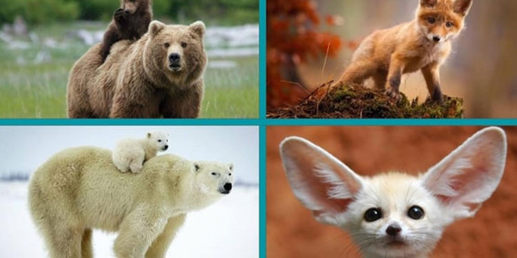 Varyasyon ve adaptasyon farkı nedir?